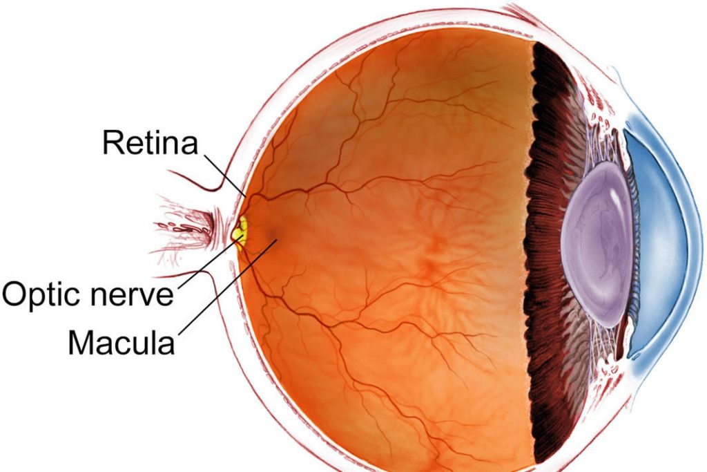 Retina & Vitreoretinal Disorders – Dr Mahmoud Batayneh Eye Clinic