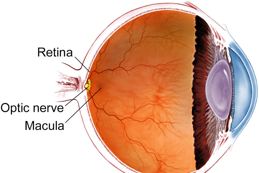 Retina & Vitreoretinal Disorders – Dr Mahmoud Batayneh Eye Clinic